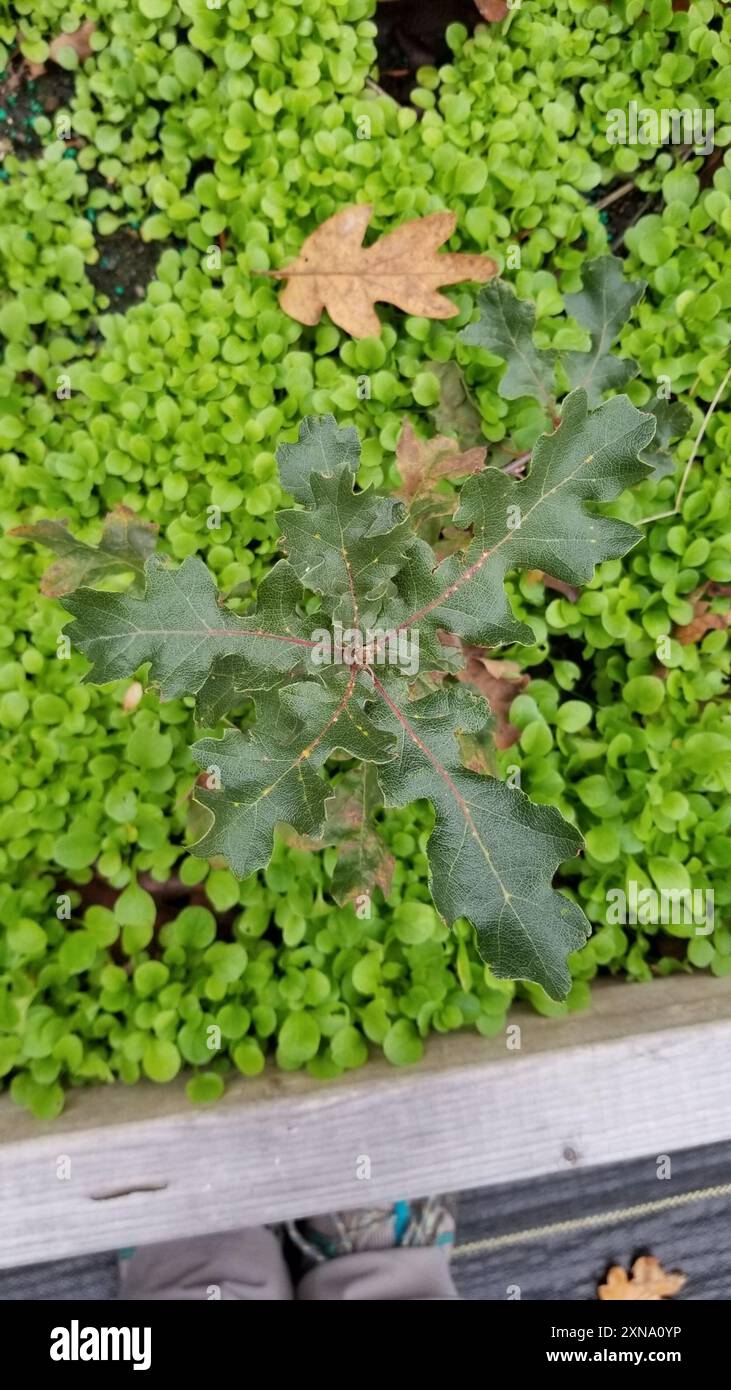 Oregon white oak (Quercus garryana garryana) Plantae Stock Photo - Alamy