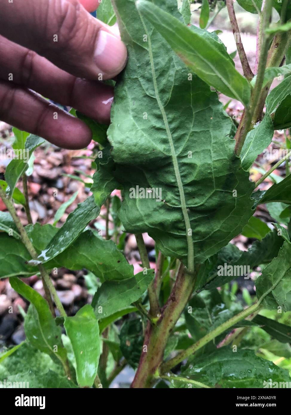 marsh fleabane (Pluchea odorata) Plantae Stock Photo - Alamy