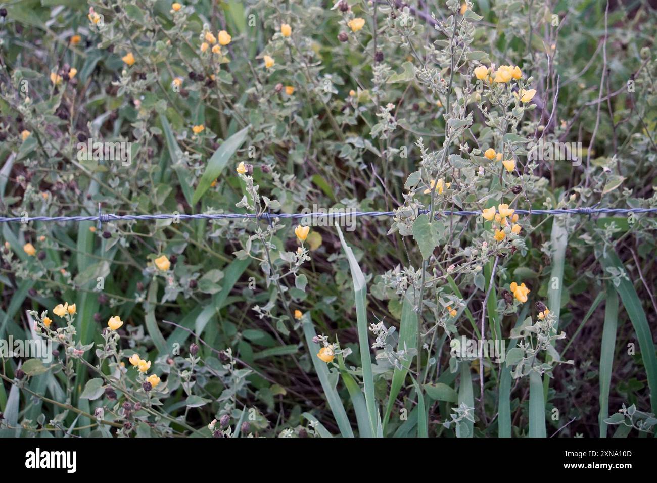 sweet Indian Mallow (Abutilon fruticosum) Plantae Stock Photo - Alamy