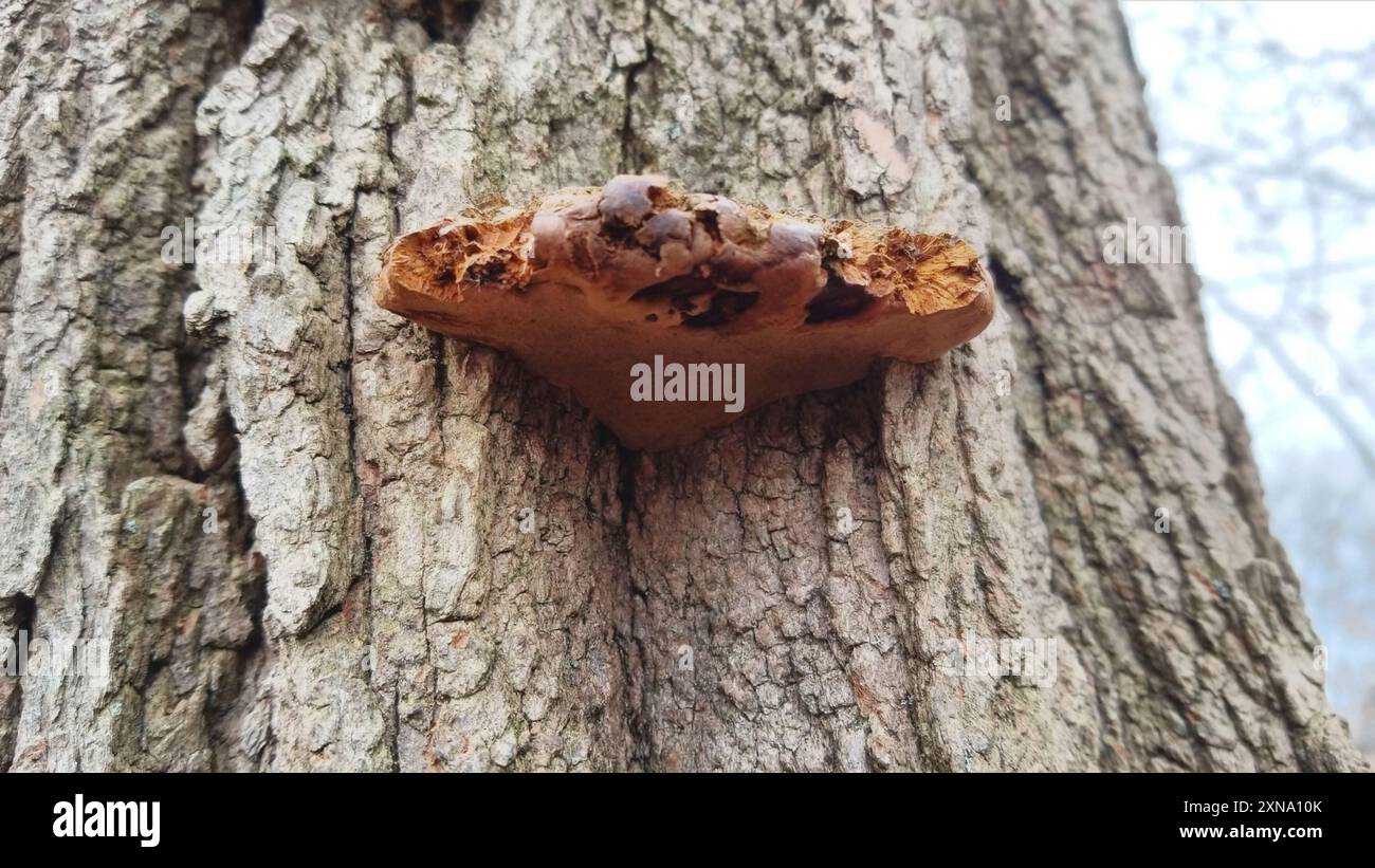 Cracked Cap Polypore (Fulvifomes robiniae) Fungi Stock Photo - Alamy