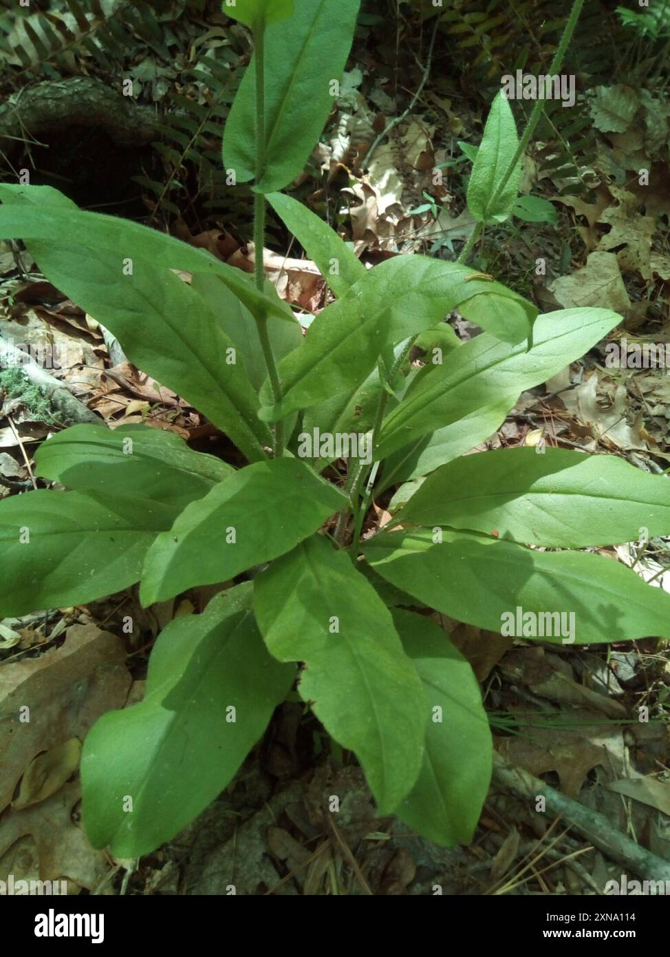 wild comfrey (Andersonglossum virginianum) Plantae Stock Photo - Alamy