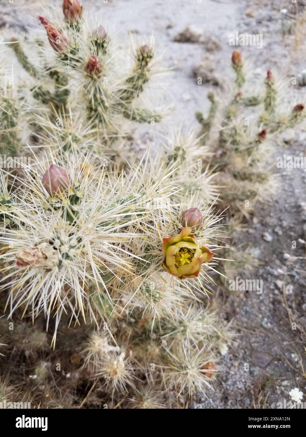 Silver Cholla (Cylindropuntia echinocarpa) Plantae Stock Photo - Alamy