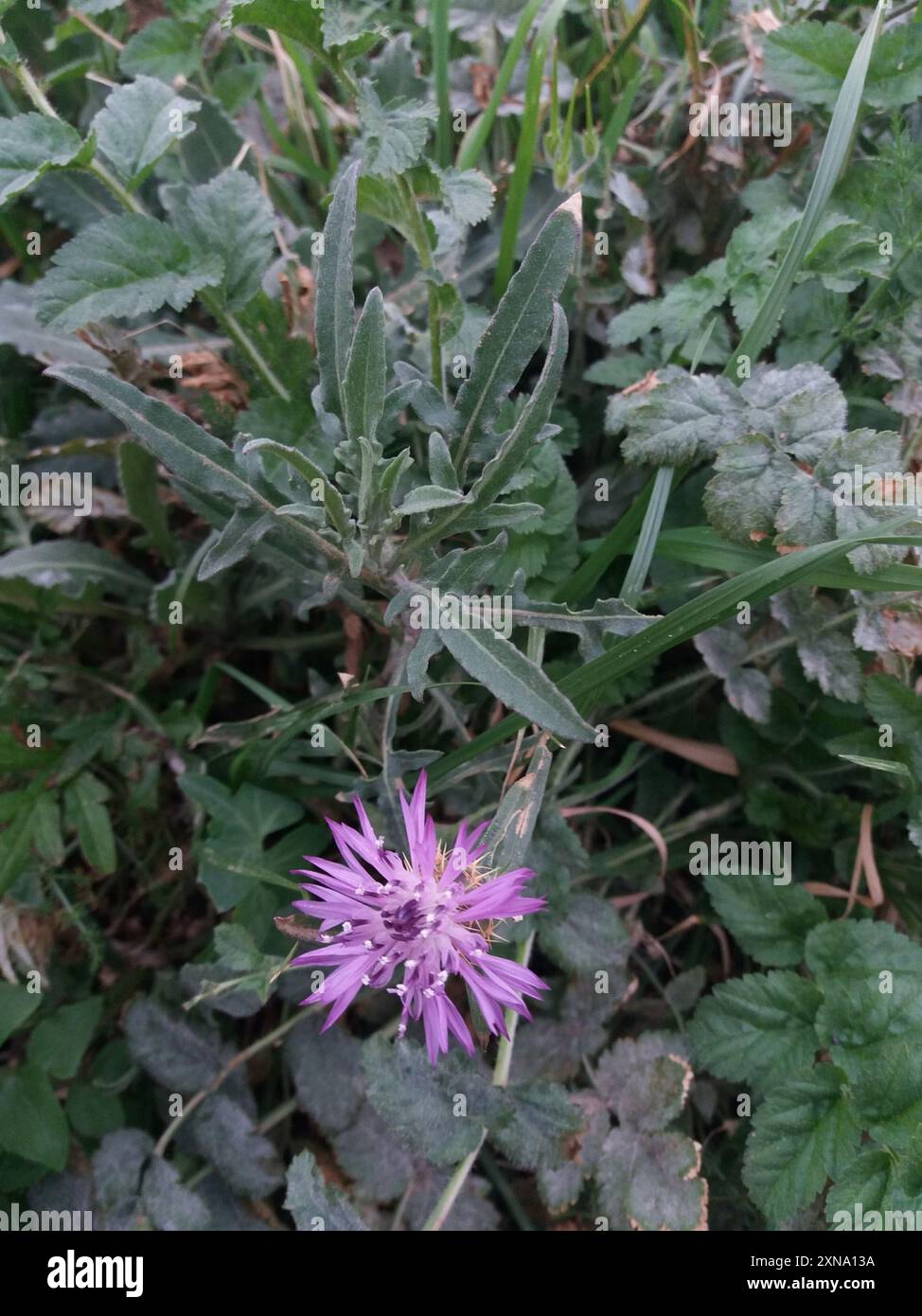Rough Star-thistle (Centaurea aspera) Plantae Stock Photo - Alamy