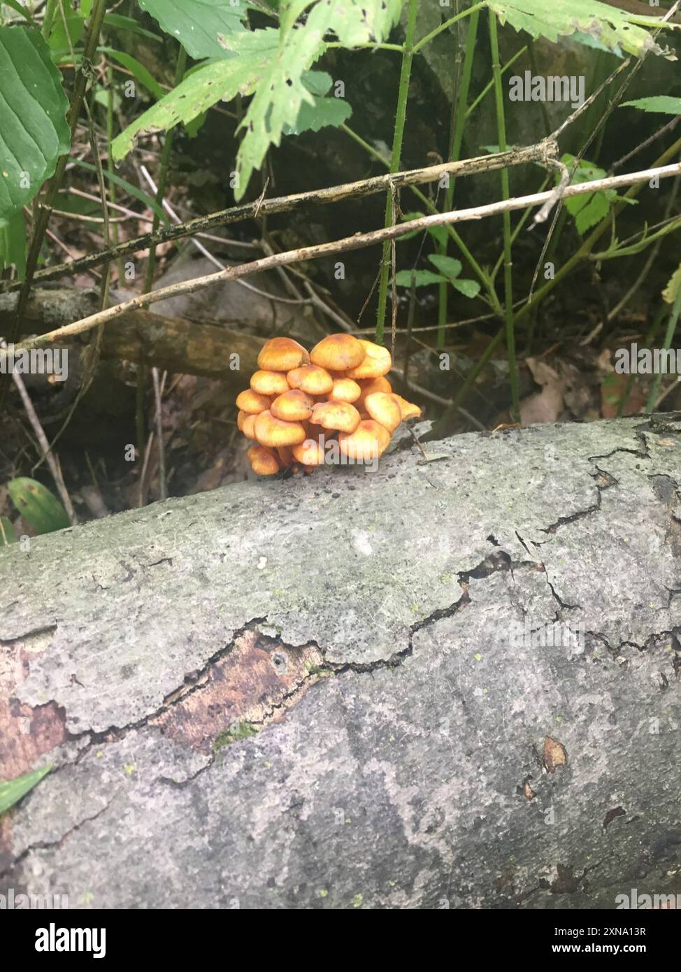 orange mycena (Mycena leaiana) Fungi Stock Photo - Alamy