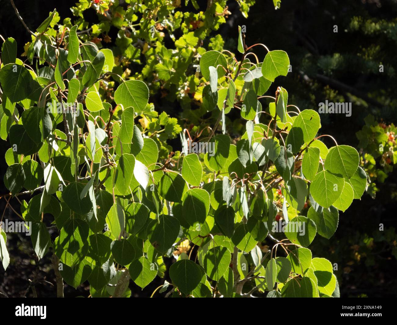 trembling aspen (Populus tremuloides) Plantae Stock Photo - Alamy
