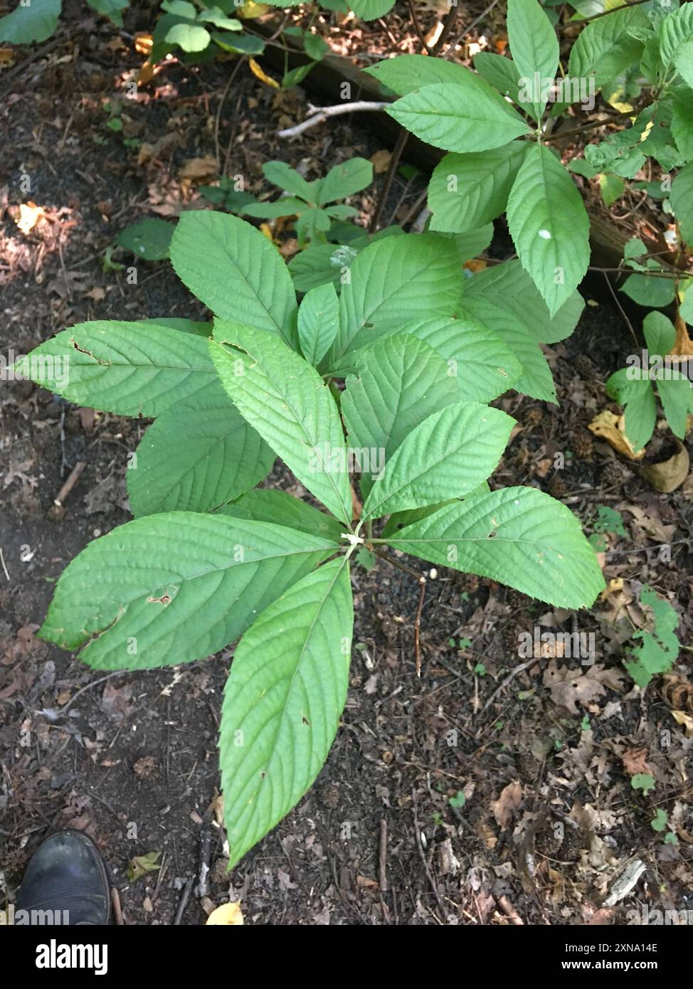 Sweet Pepperbush (Clethra alnifolia) Plantae Stock Photo - Alamy