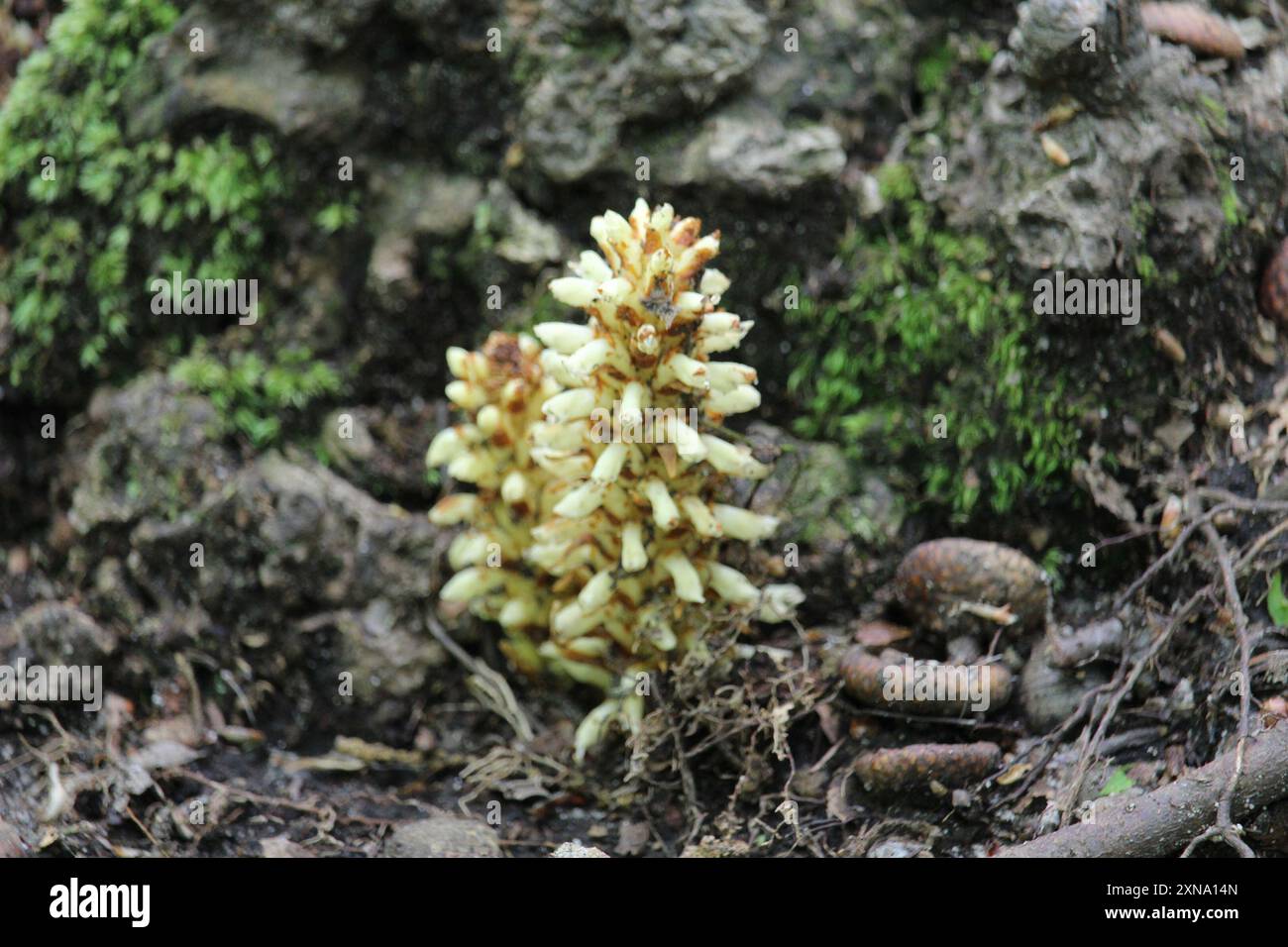American cancer-root (Conopholis americana) Plantae Stock Photo - Alamy