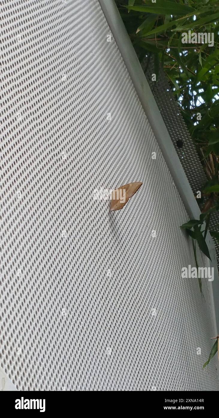 Common Duffer (Discophora sondaica) Insecta Stock Photo - Alamy