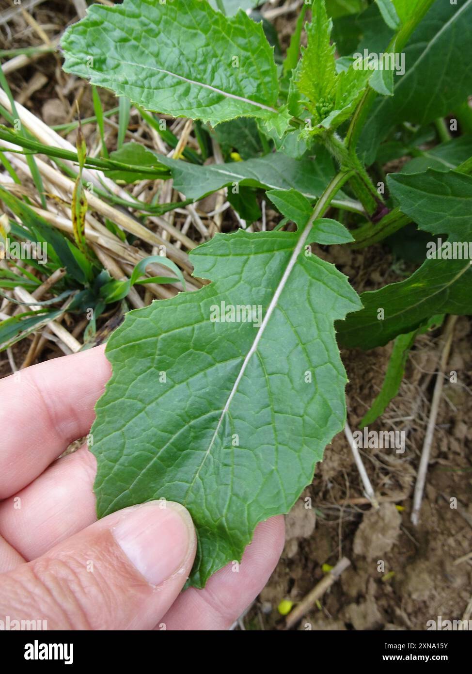 charlock (Rhamphospermum arvense) Plantae Stock Photo - Alamy