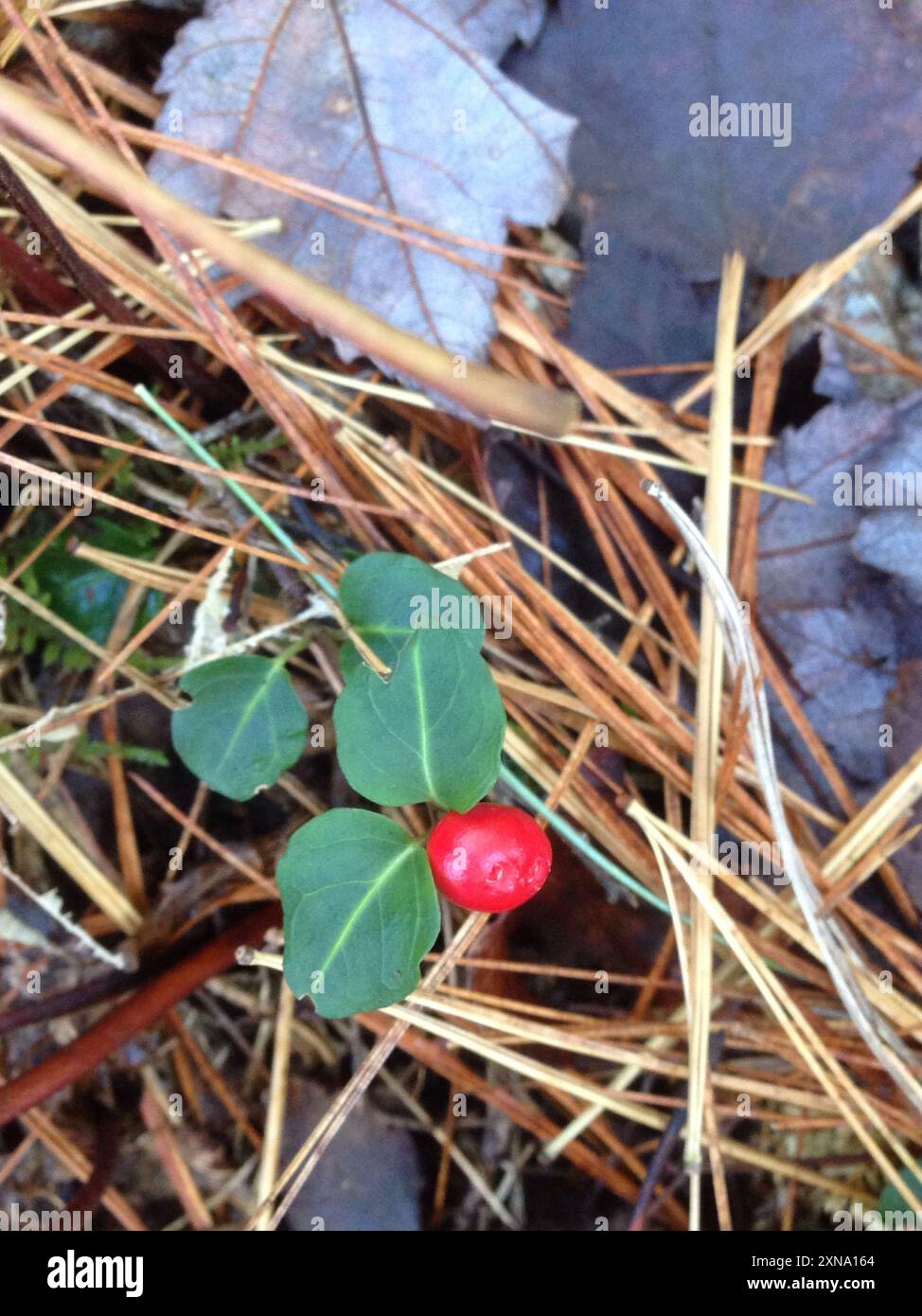 partridgeberry (Mitchella repens) Plantae Stock Photo - Alamy