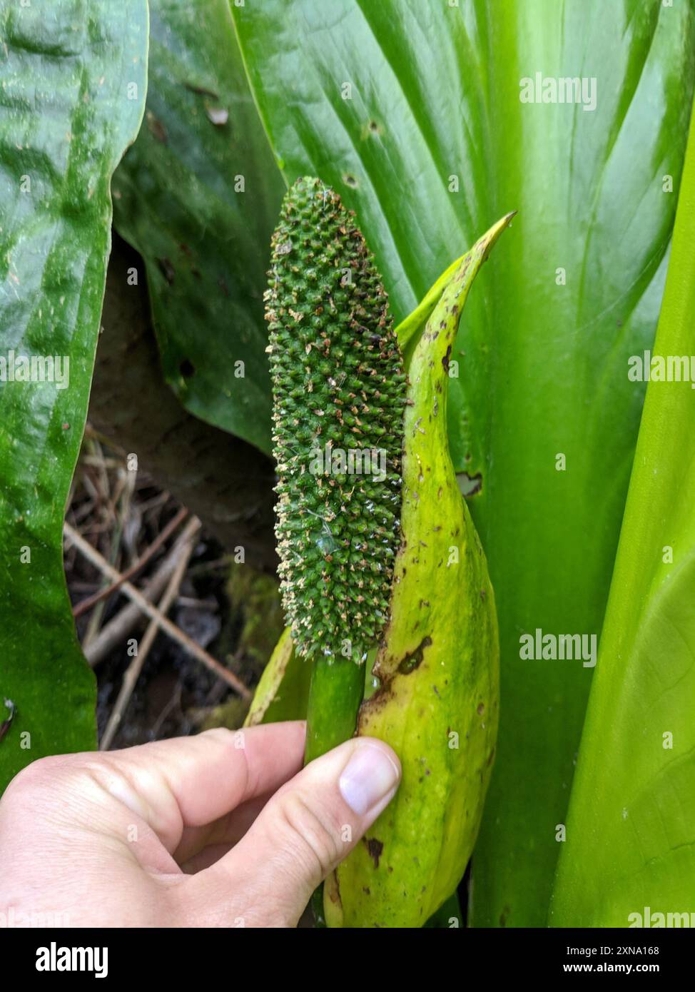 western skunk cabbage (Lysichiton americanus) Plantae Stock Photo - Alamy