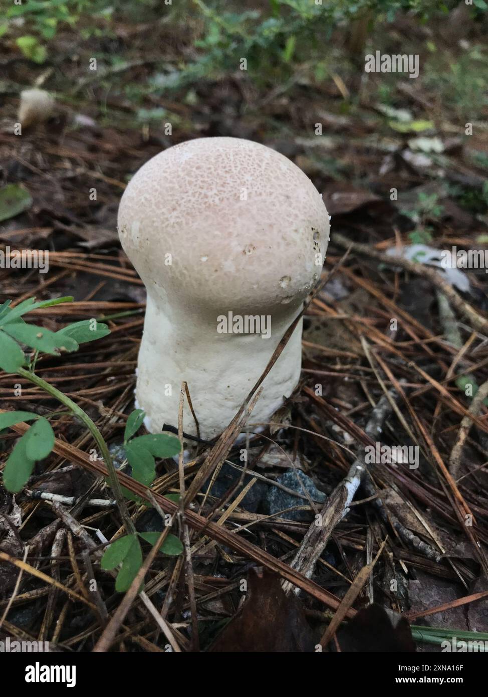 Pestle Puffball (Lycoperdon excipuliforme) Fungi Stock Photo - Alamy