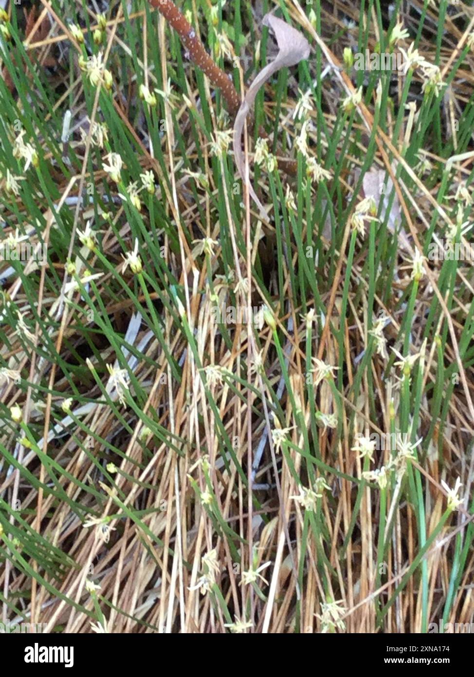 Deergrasses (Trichophorum) Plantae Stock Photo - Alamy
