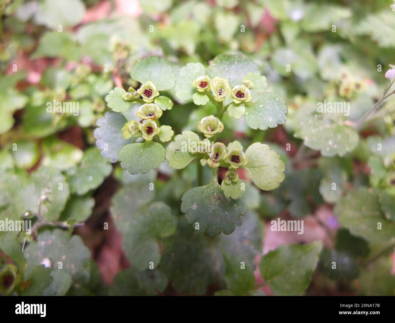 Alternate-leaved Golden Saxifrage (Chrysosplenium alternifolium ...