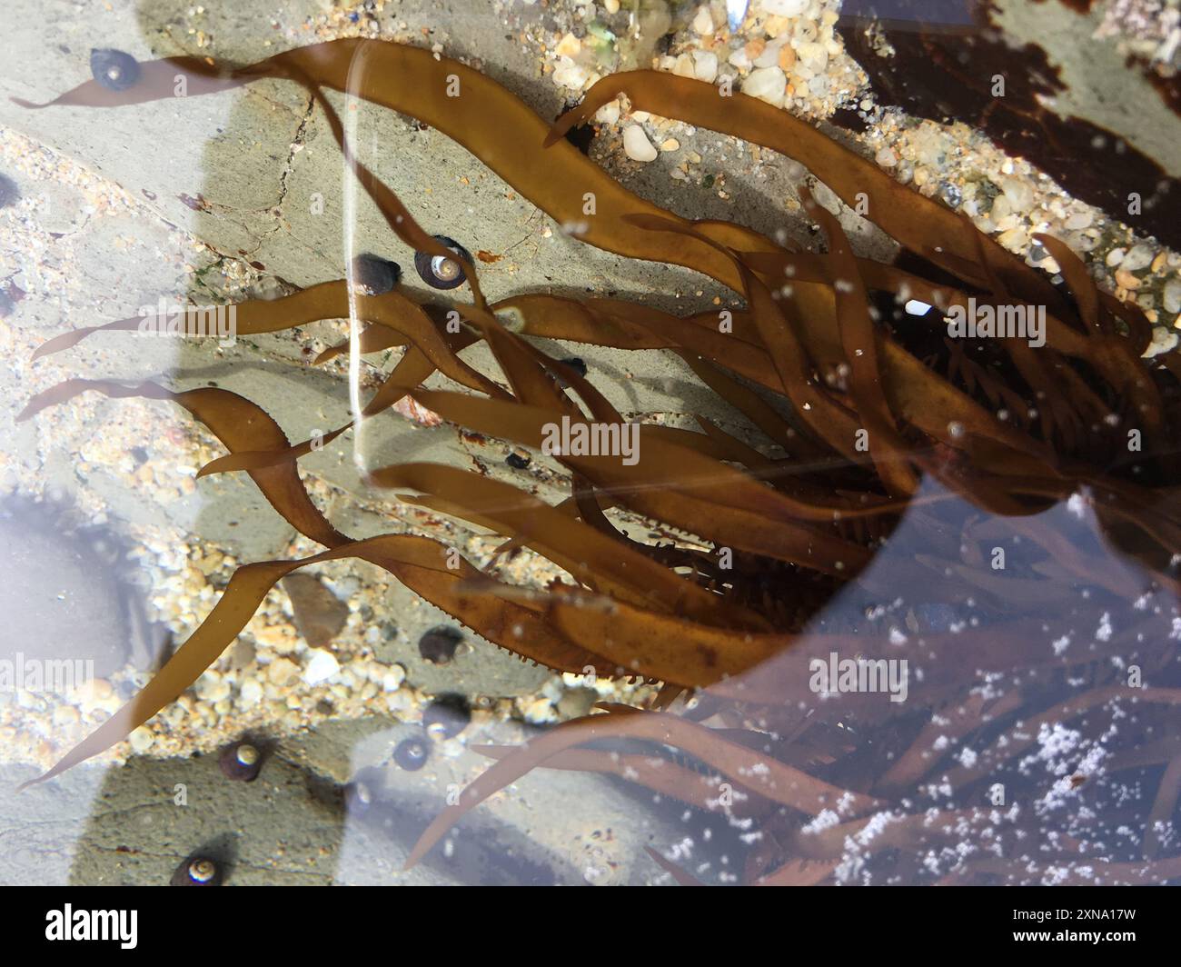 Bleach Weed (Prionitis sternbergii) Plantae Stock Photo - Alamy