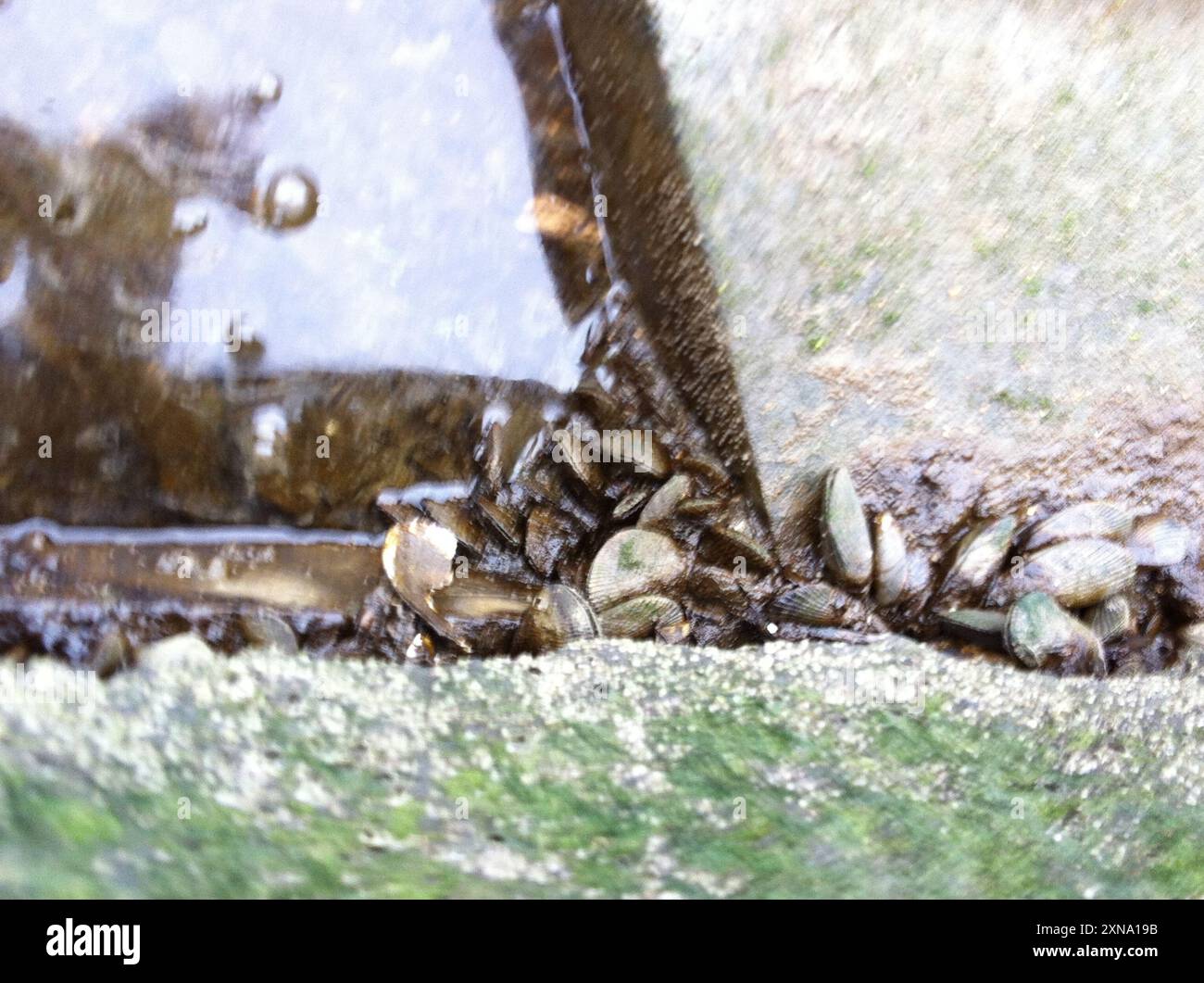 Atlantic Ribbed Mussel (Geukensia demissa) Mollusca Stock Photo - Alamy