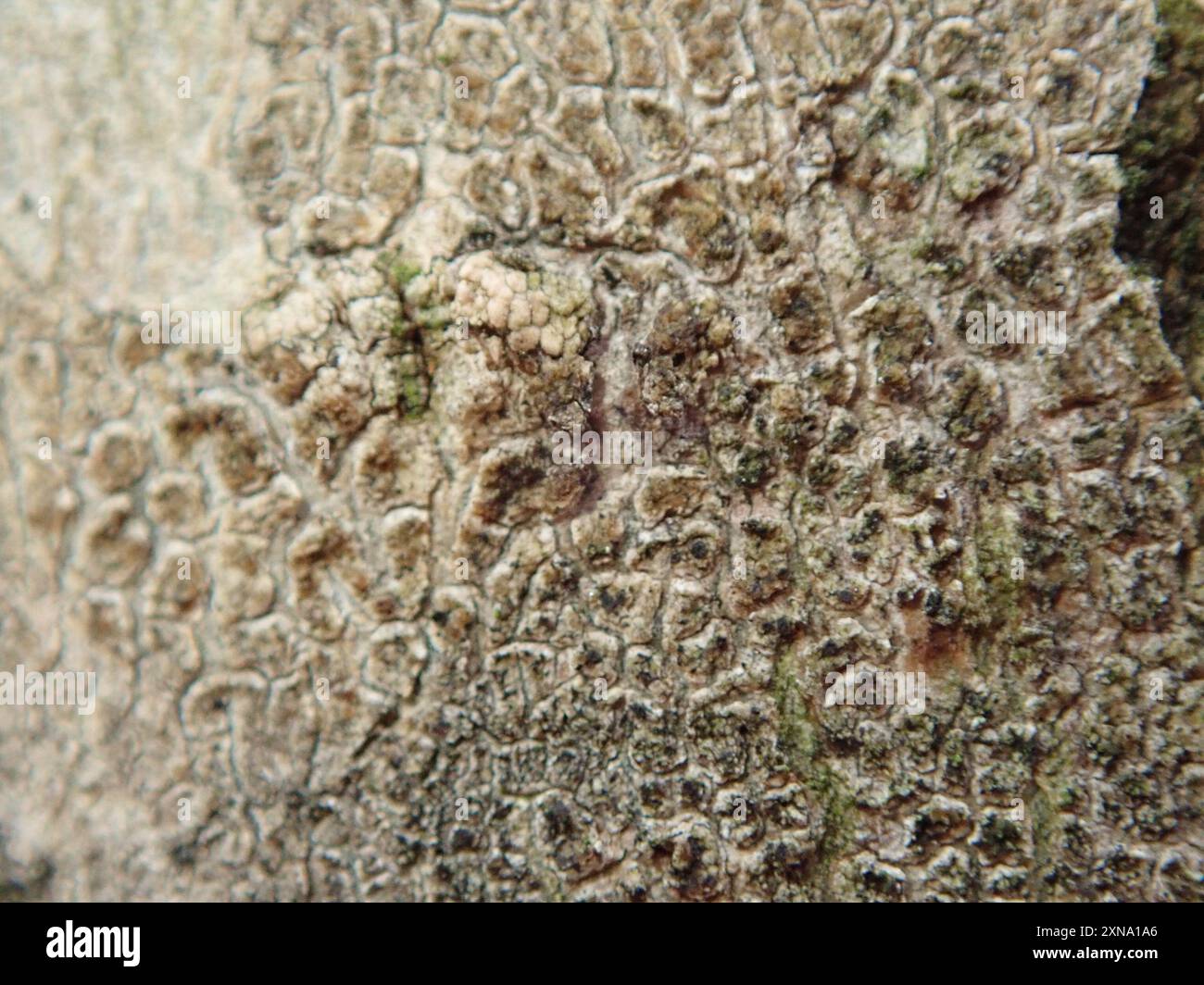 Tile Lichens (Lecidea) Fungi Stock Photo - Alamy