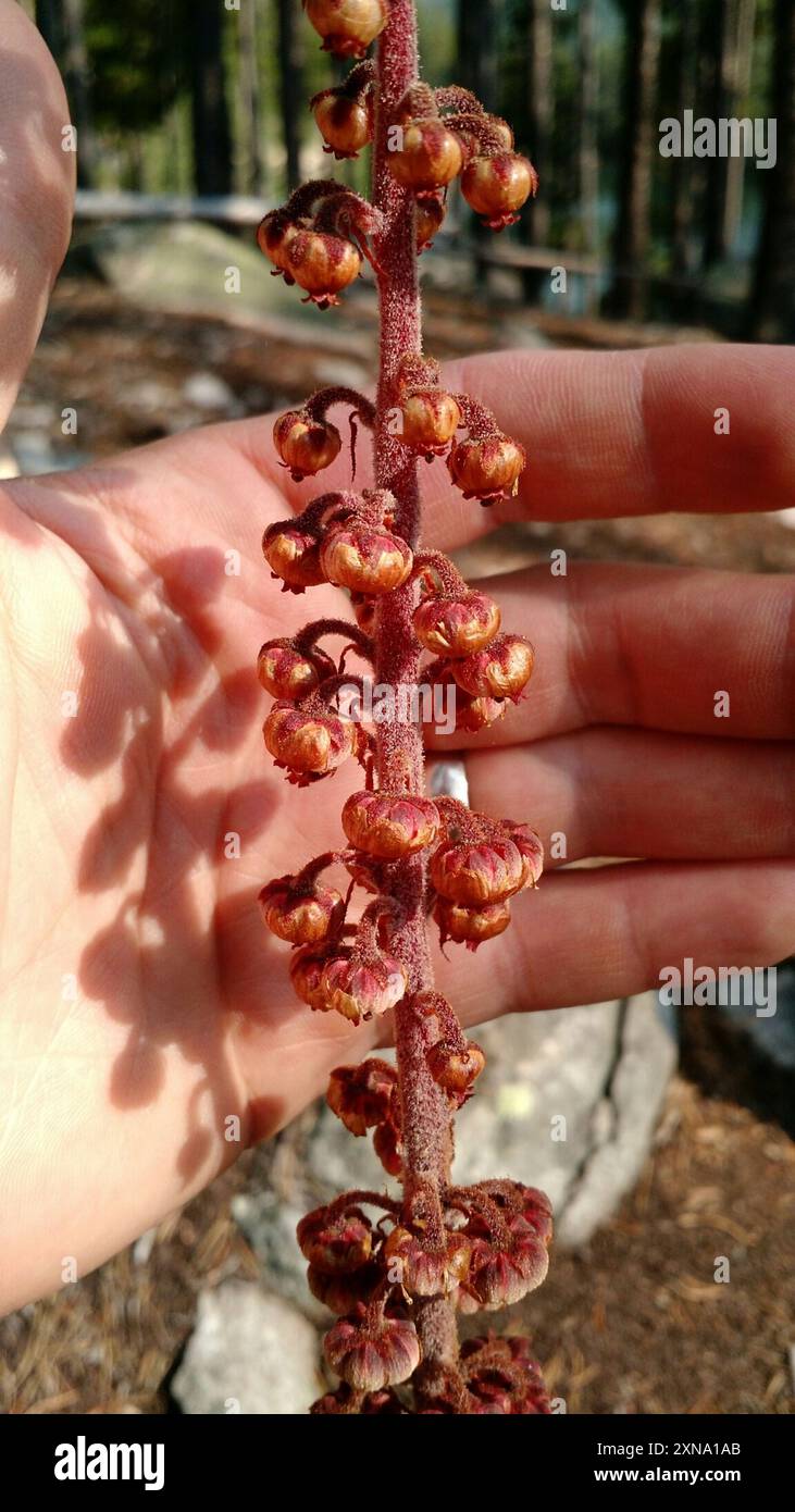 woodland pinedrops (Pterospora andromedea) Plantae Stock Photo - Alamy