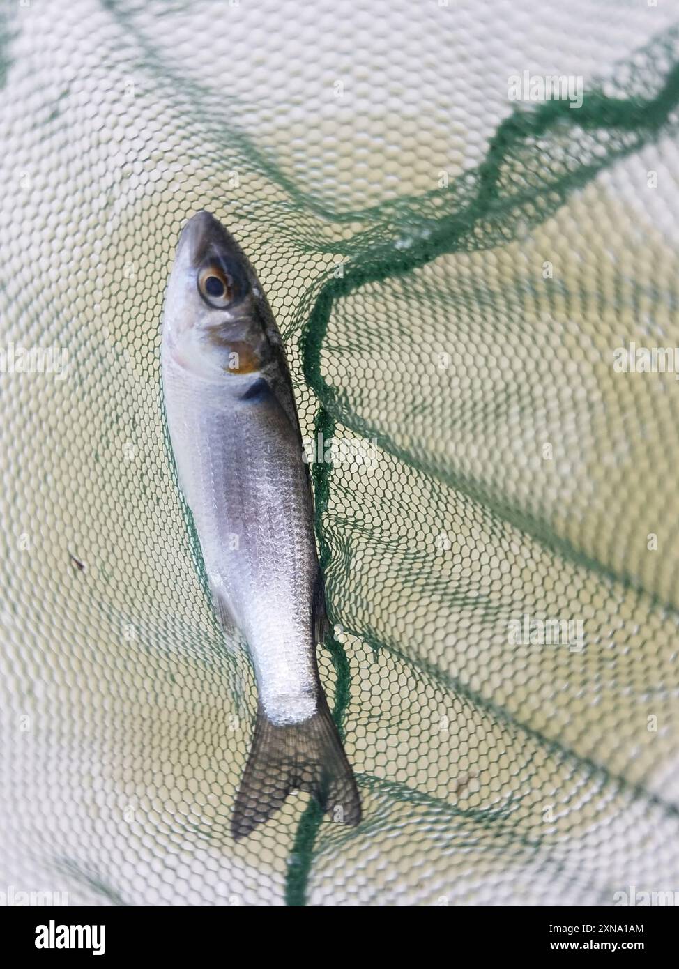 White Mullet (Mugil curema) Actinopterygii Stock Photo - Alamy