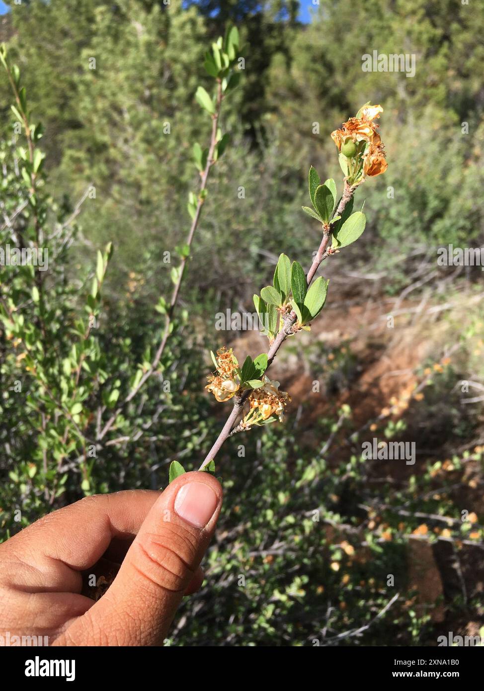 wild crab apple (Peraphyllum ramosissimum) Plantae Stock Photo - Alamy