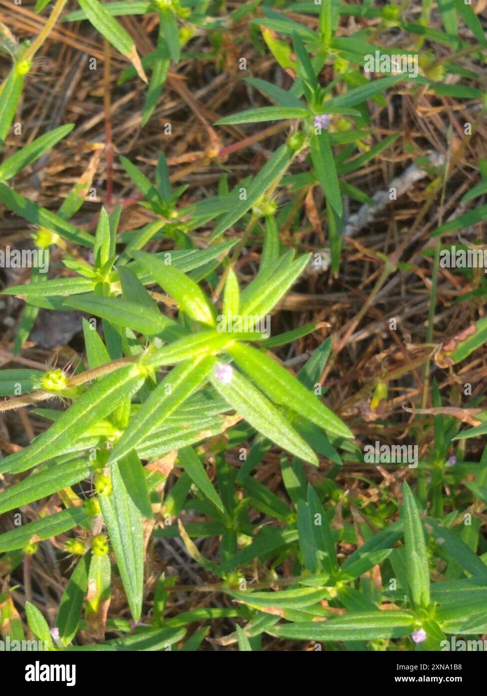 rough buttonweed (Hexasepalum teres) Plantae Stock Photo - Alamy
