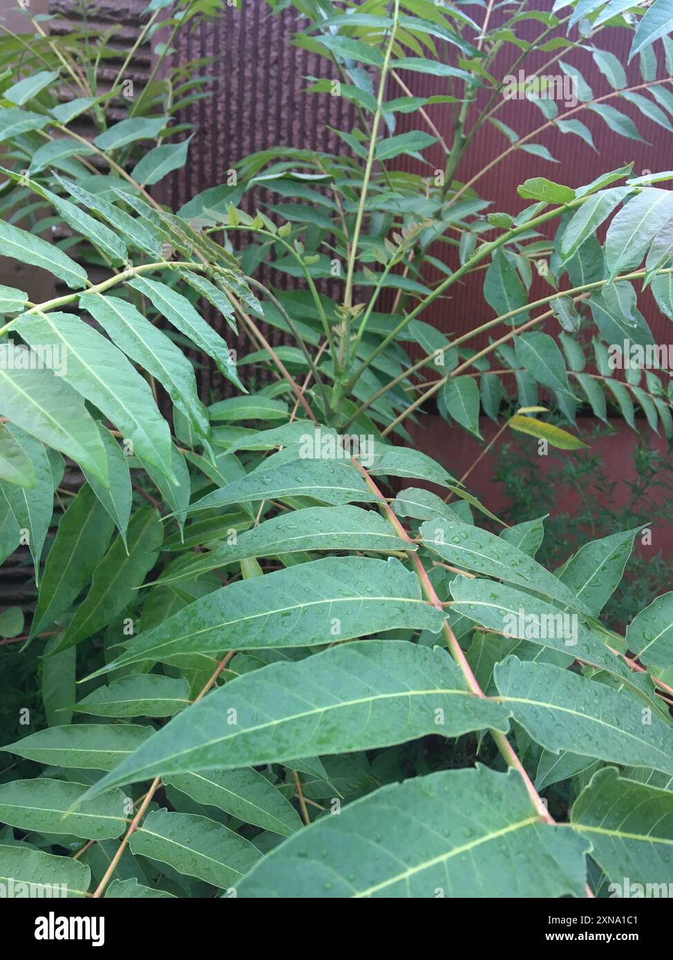 tree-of-heaven (Ailanthus altissima) Plantae Stock Photo - Alamy