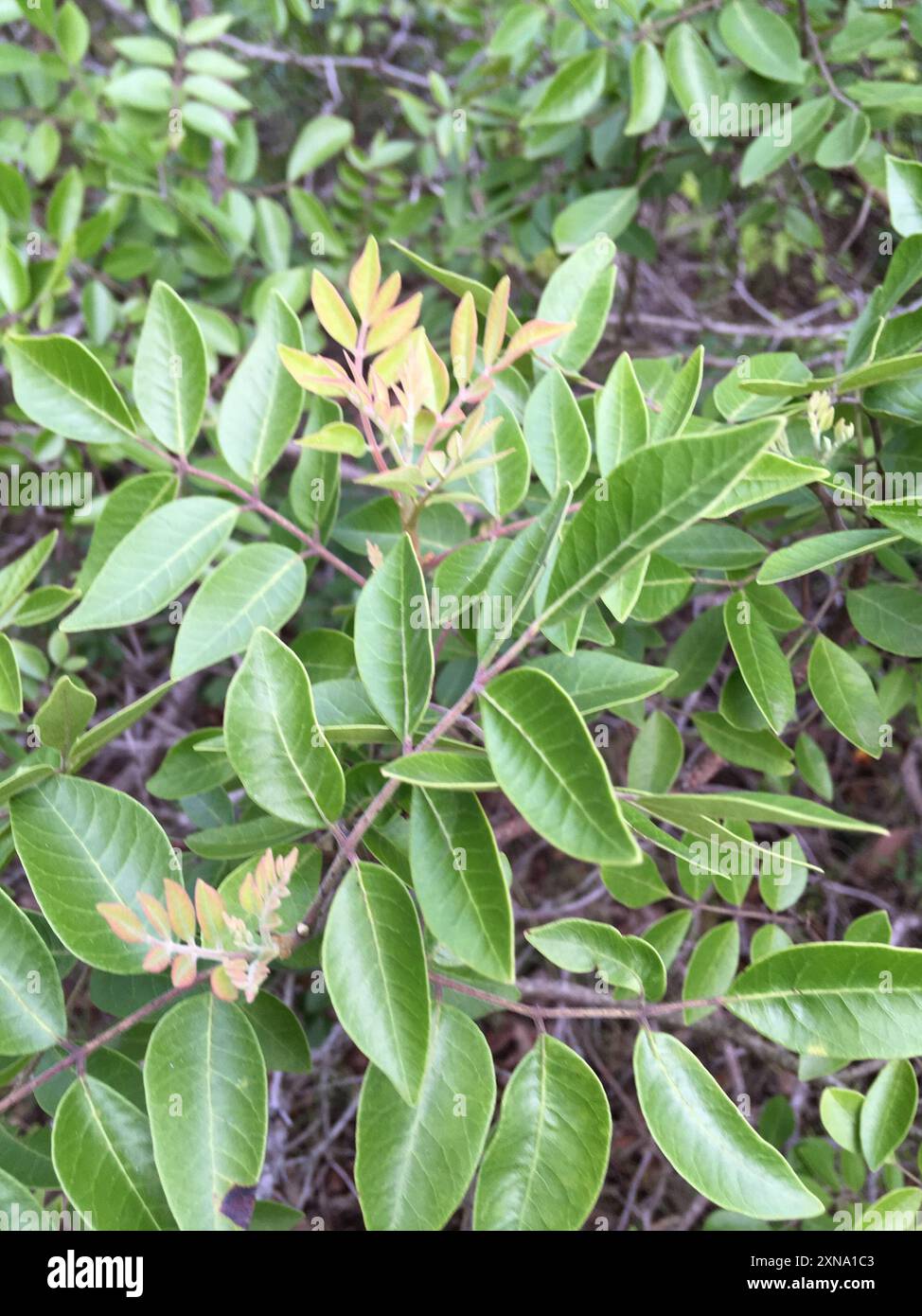 evergreen sumac (Rhus virens) Plantae Stock Photo - Alamy