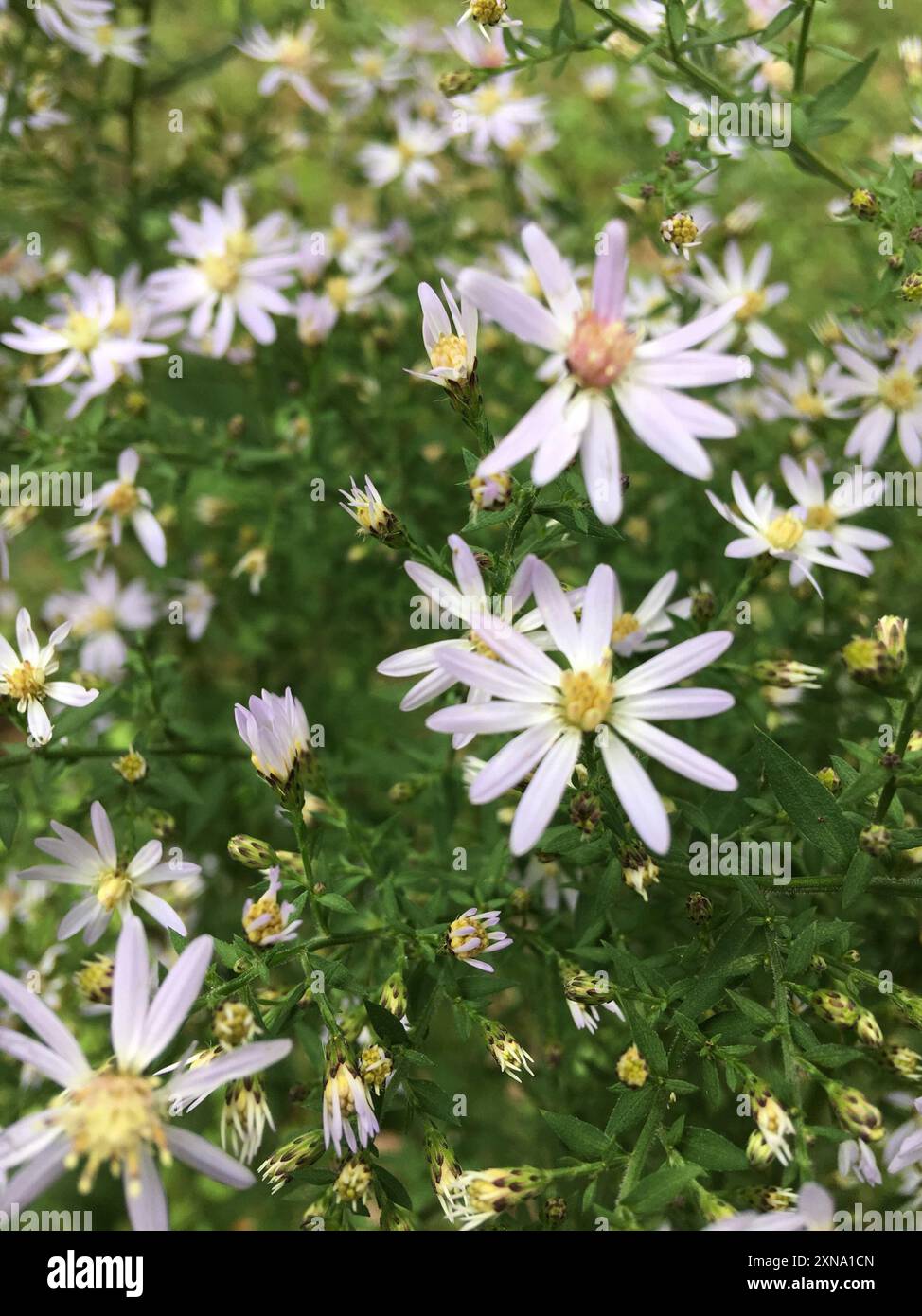 New York aster (Symphyotrichum novi-belgii) Plantae Stock Photo - Alamy