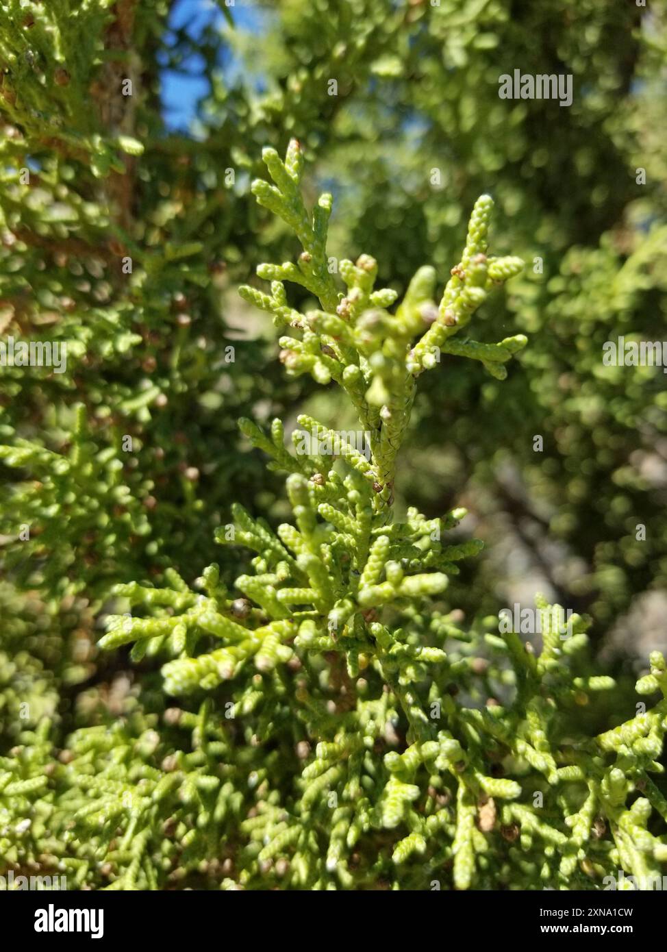 Utah Juniper (Juniperus osteosperma) Plantae Stock Photo - Alamy