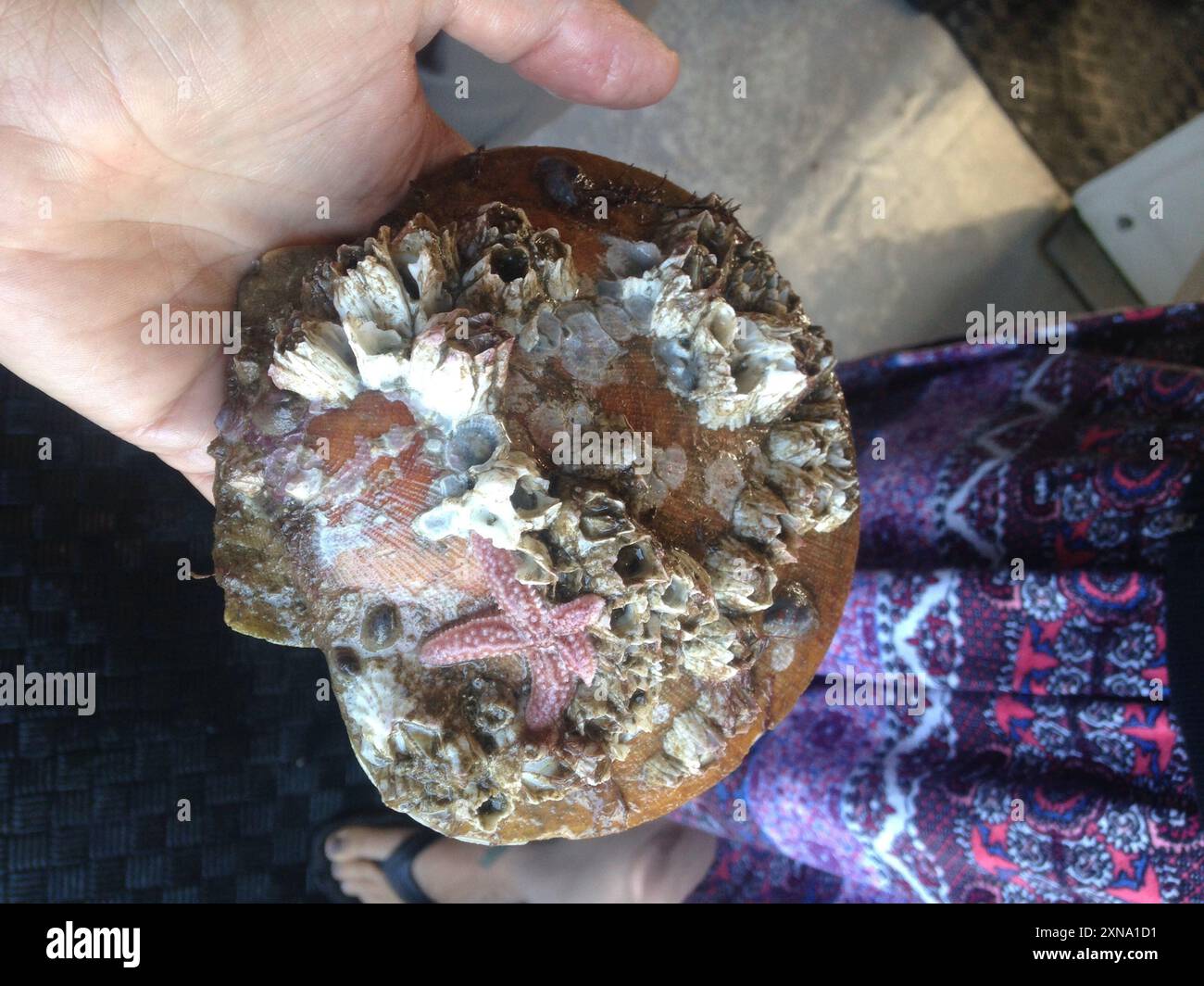 Atlantic deep-sea scallop (Placopecten magellanicus) Mollusca Stock ...