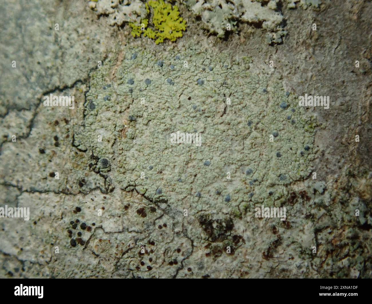 Frosted Comma Lichen (Chrysothrix caesia) Fungi Stock Photo - Alamy