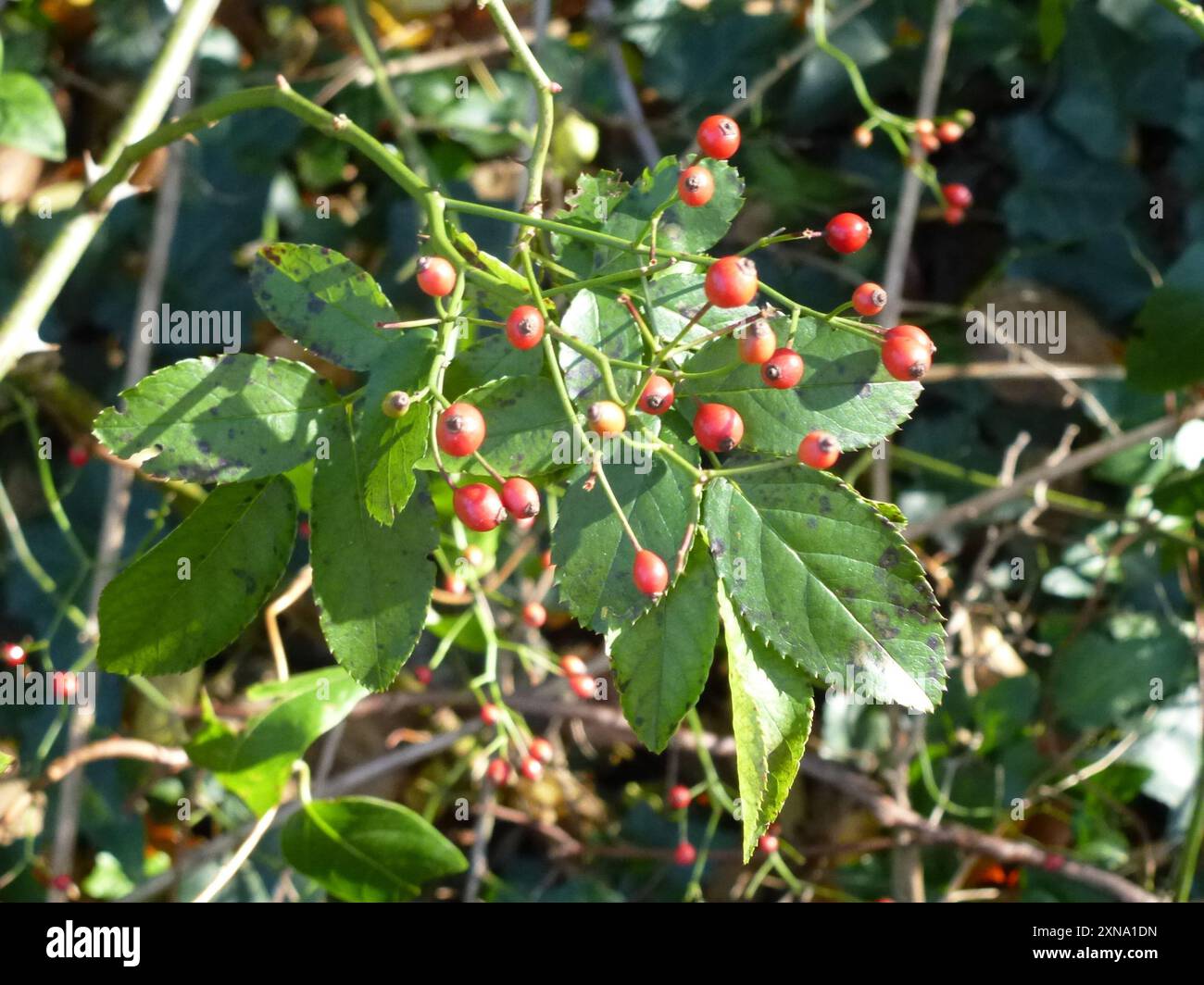 multiflora rose (Rosa multiflora) Plantae Stock Photo - Alamy