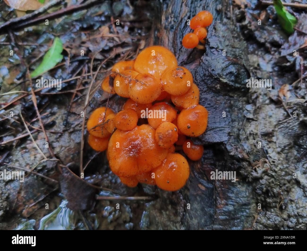orange mycena (Mycena leaiana) Fungi Stock Photo - Alamy