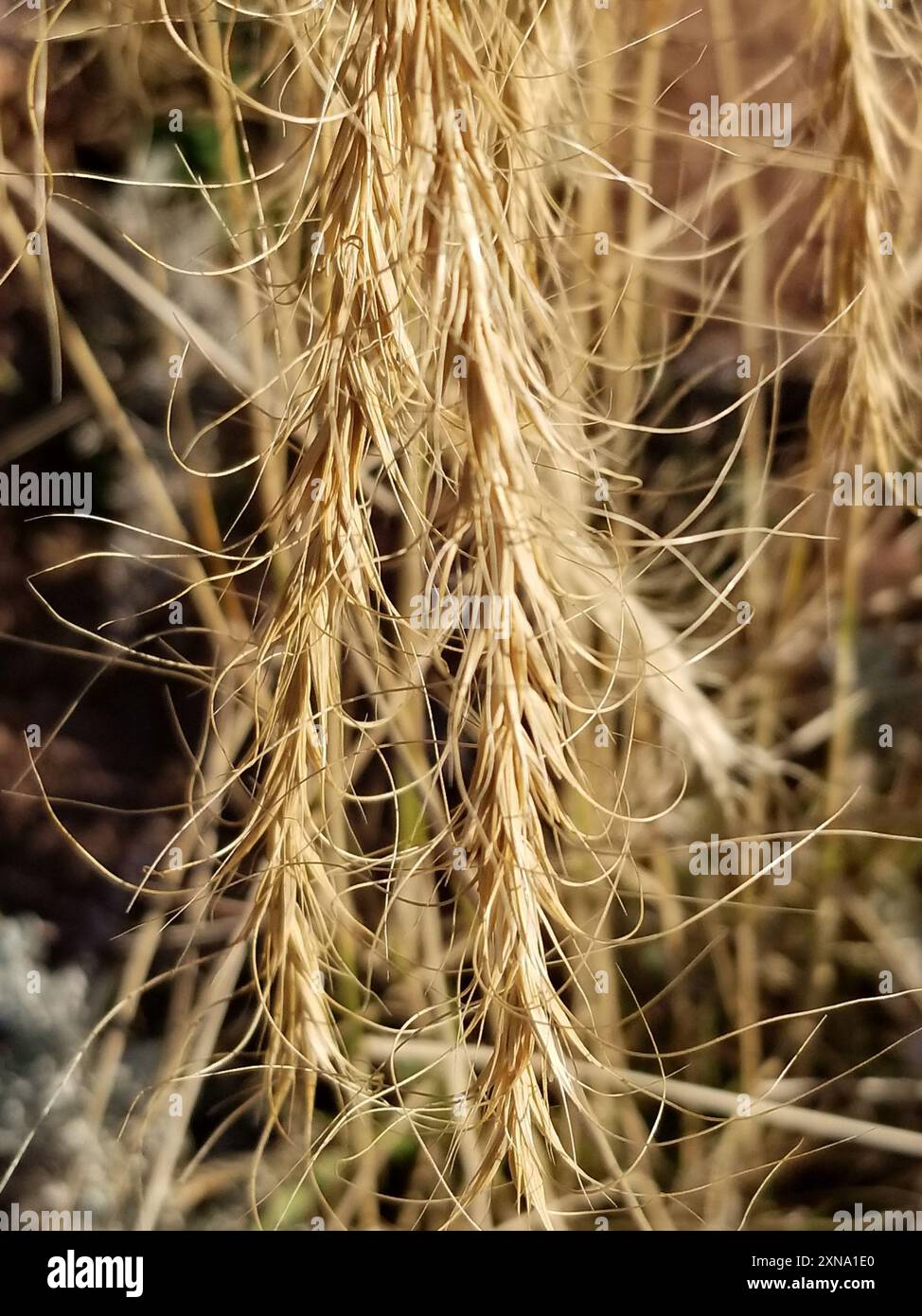 Canada wild rye (Elymus canadensis) Plantae Stock Photo - Alamy