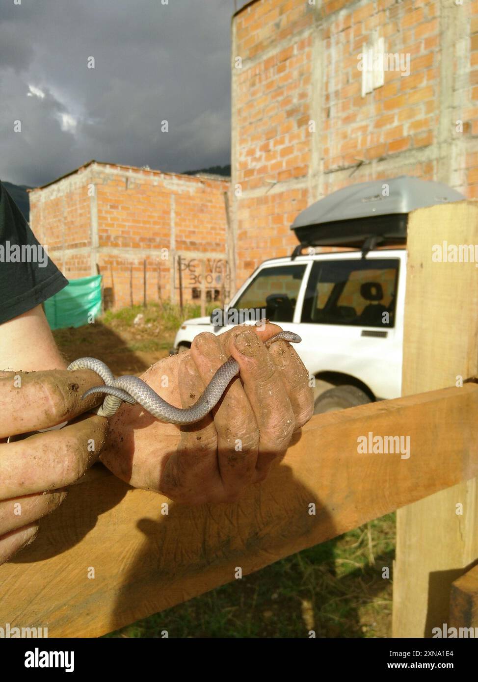 Northern Ground Snake (Atractus nicefori) Reptilia Stock Photo - Alamy