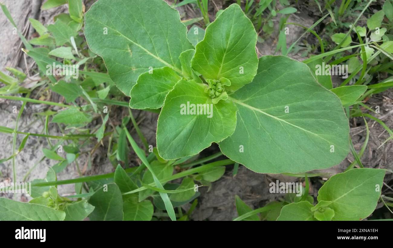 Wild Four o'Clock (Mirabilis nyctaginea) Plantae Stock Photo - Alamy