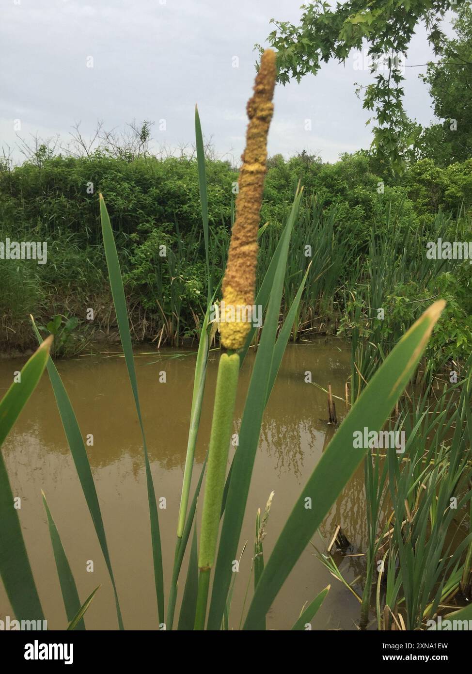 hybrid cattail (Typha × glauca) Plantae Stock Photo - Alamy