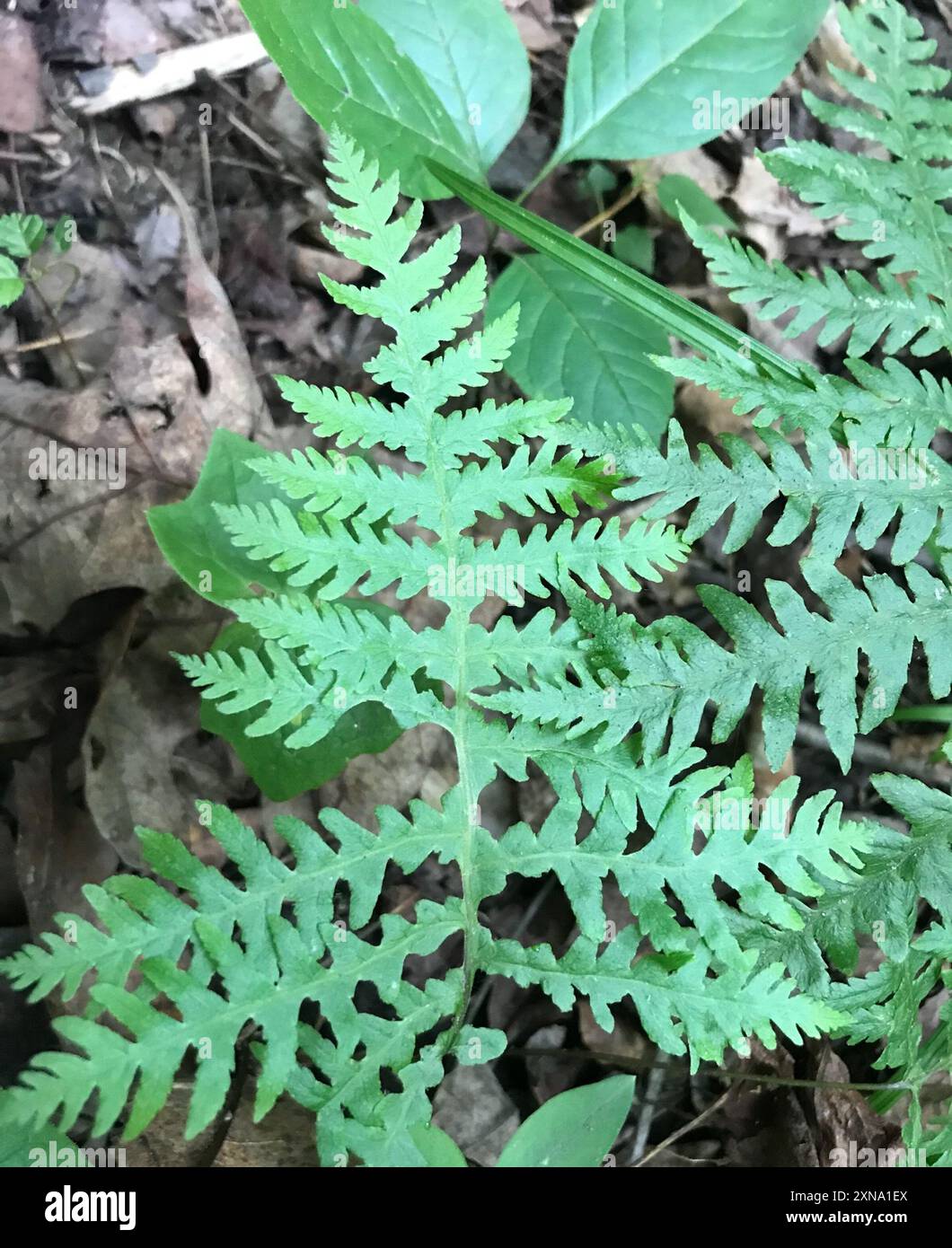 broad beech fern (Phegopteris hexagonoptera) Plantae Stock Photo - Alamy