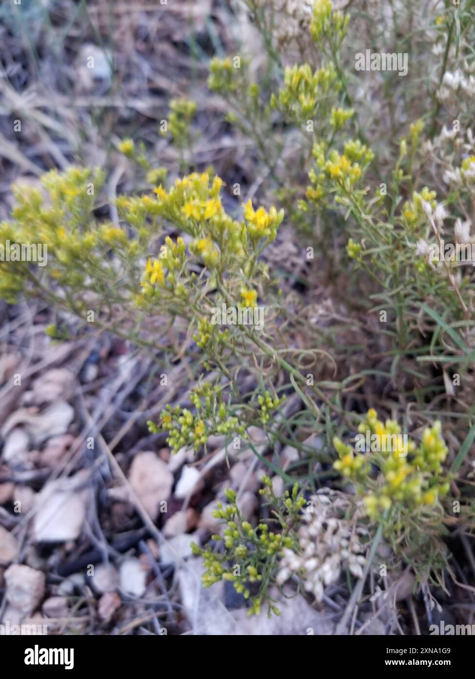 matchweeds and snakeweeds (Gutierrezia) Plantae Stock Photo - Alamy