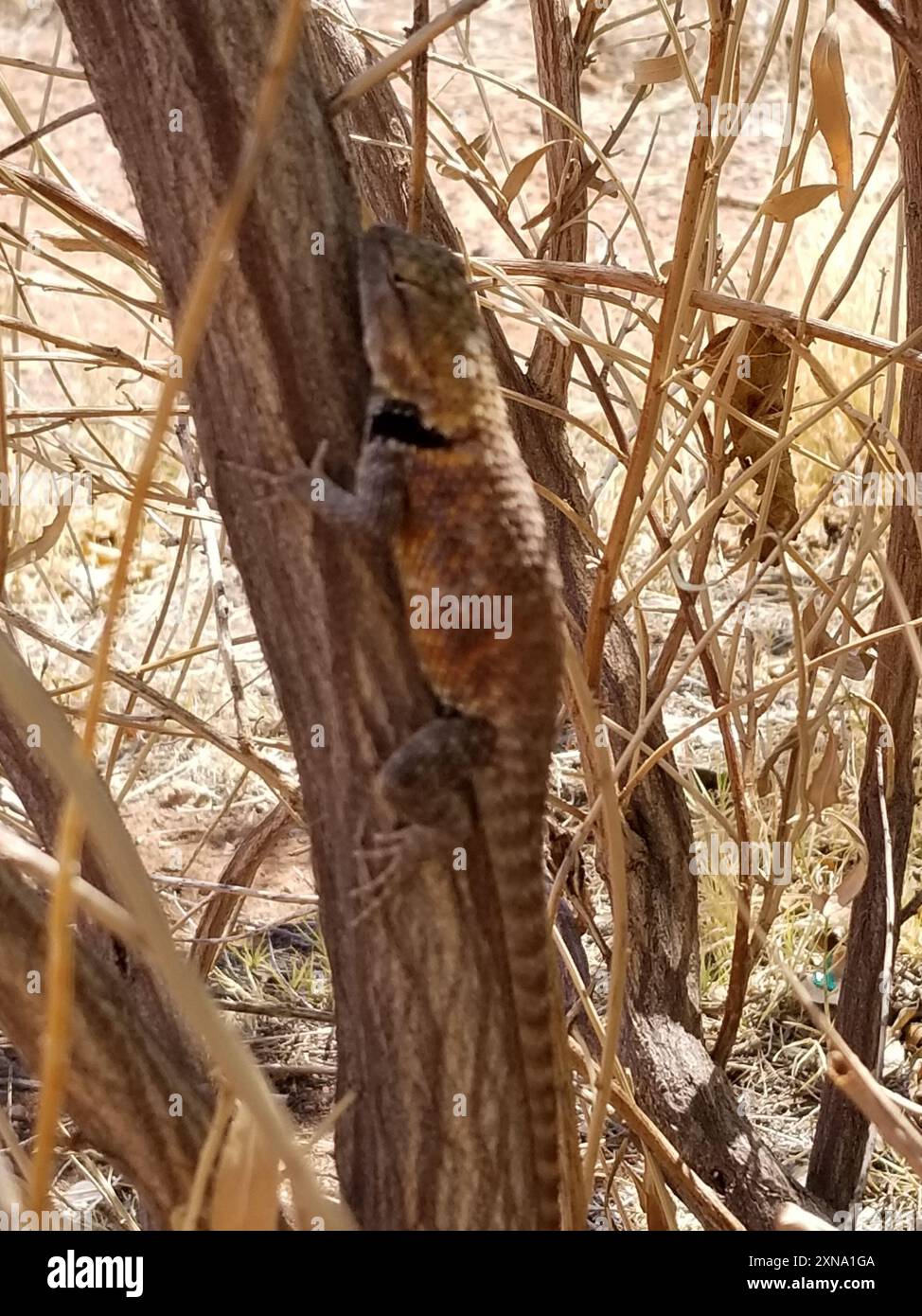 Desert Spiny Lizard (Sceloporus magister) Reptilia Stock Photo - Alamy