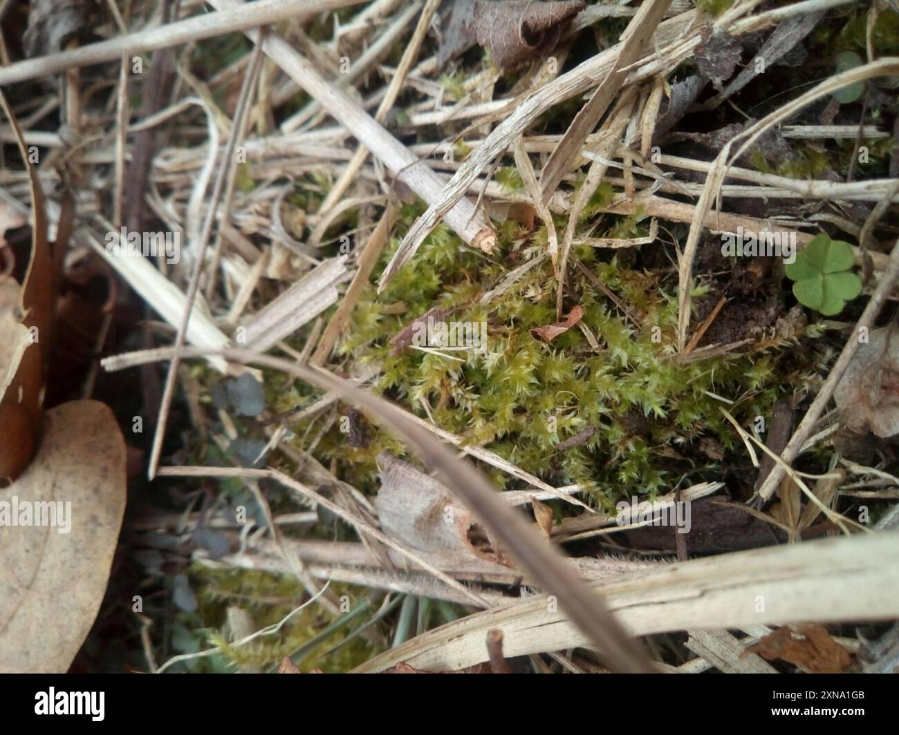 joint-toothed mosses (Bryopsida) Plantae Stock Photo - Alamy