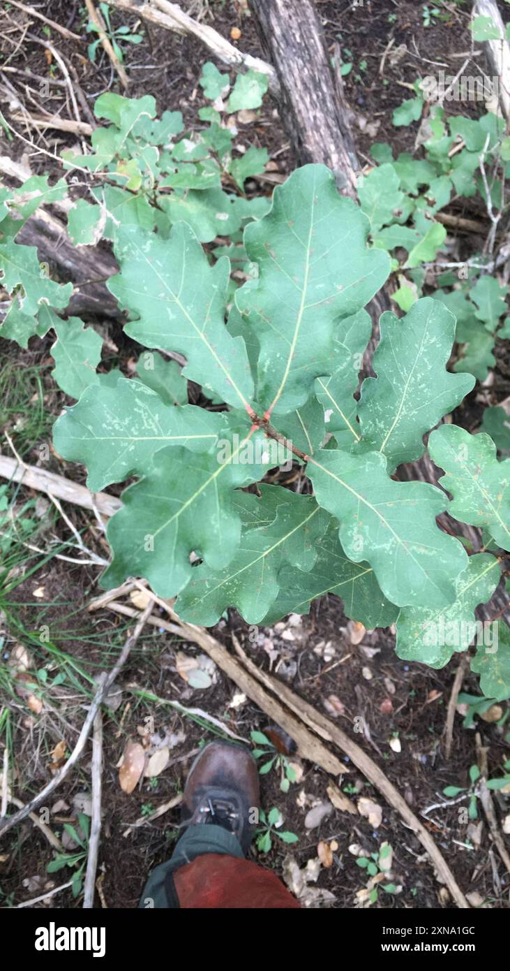 Lacey Oak (Quercus laceyi) Plantae Stock Photo - Alamy