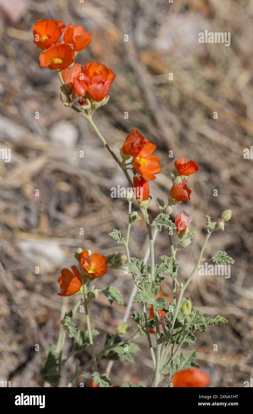 Small-leaf Globemallow (Sphaeralcea parvifolia) Plantae Stock Photo - Alamy