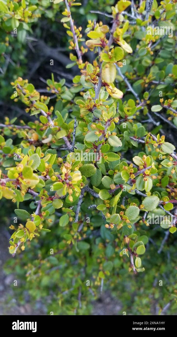 Buckthorns (Rhamnus) Plantae Stock Photo - Alamy