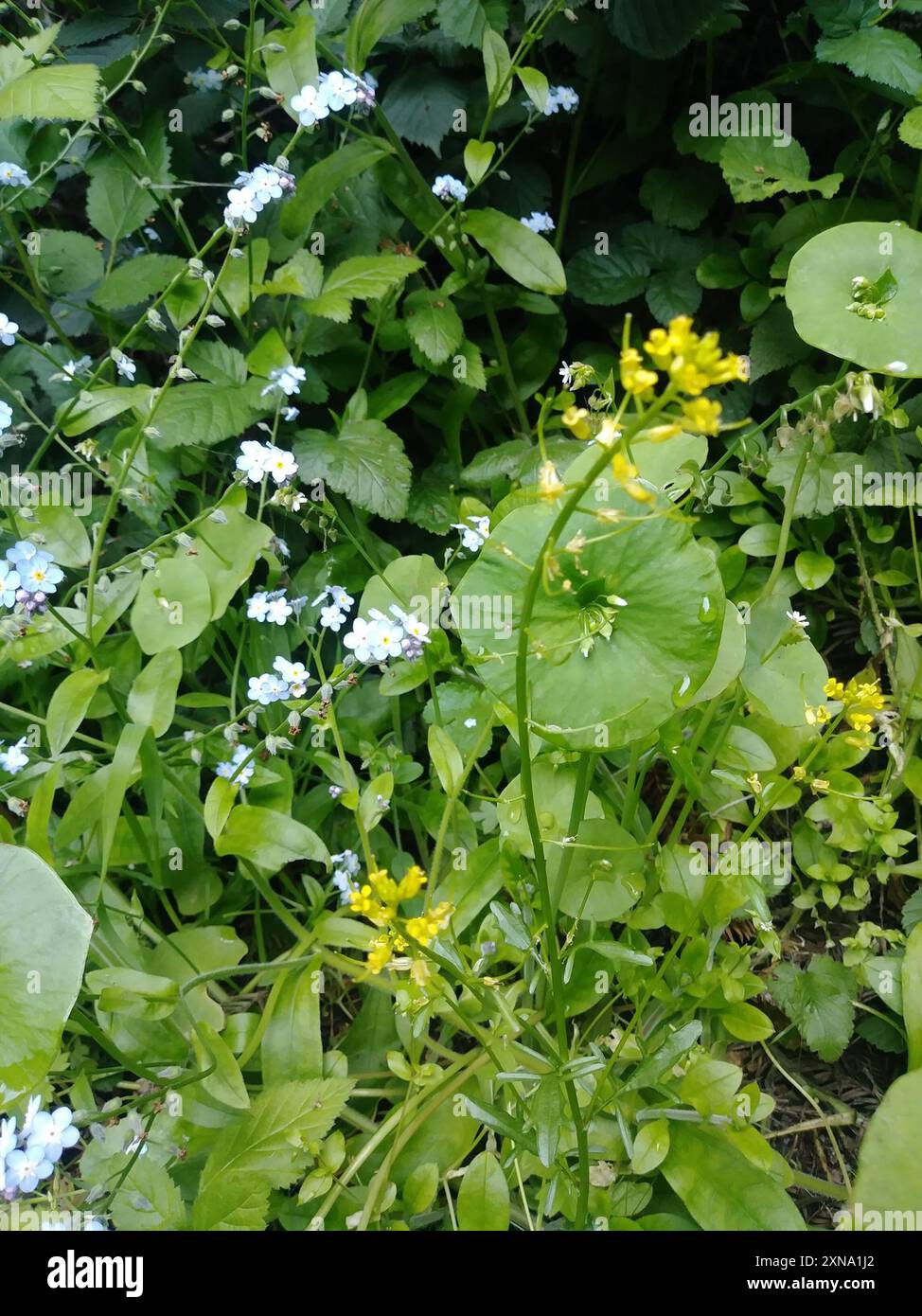 flowering plants (Angiospermae) Plantae Stock Photo - Alamy