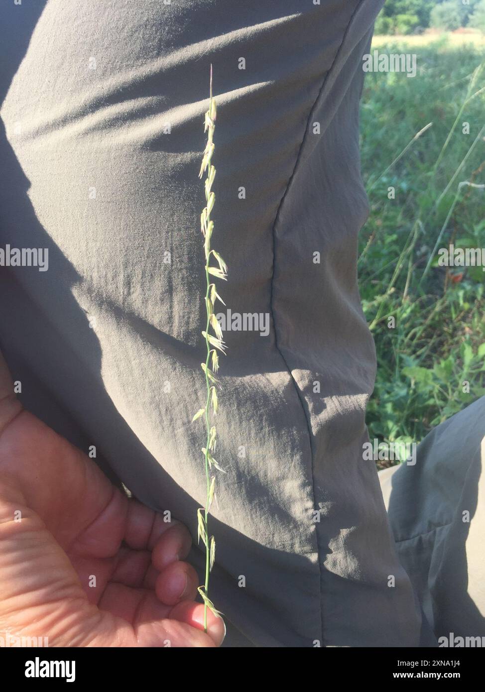 Sideoats Grama (Bouteloua curtipendula) Plantae Stock Photo - Alamy