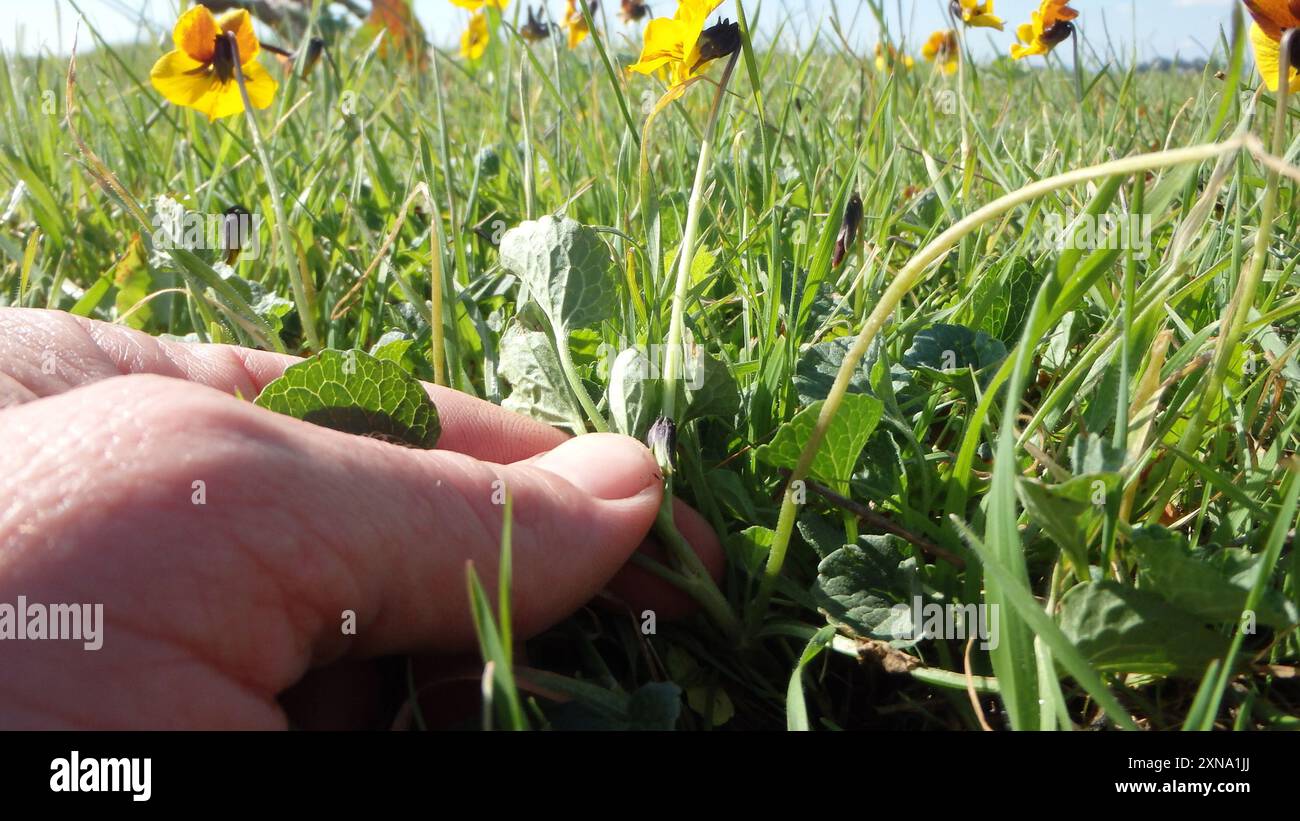 California Golden Violet (Viola pedunculata) Plantae Stock Photo - Alamy