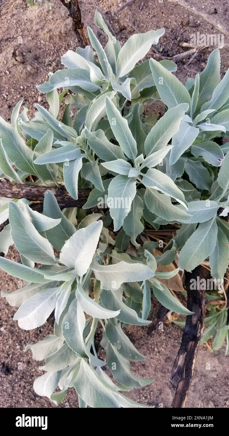 white sage (Salvia apiana) Plantae Stock Photo - Alamy