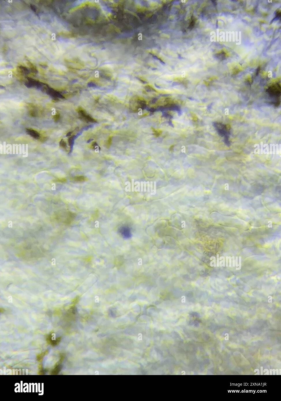 Fire-milk Lactarius (Lactarius pyrogalus) Fungi Stock Photo - Alamy