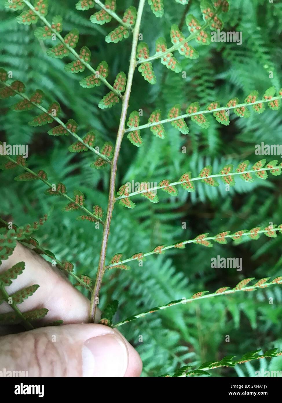 southern wood fern (Dryopteris ludoviciana) Plantae Stock Photo - Alamy